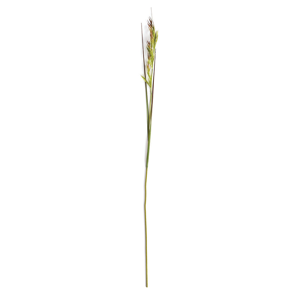 RICE GRASS STEM 56" – Napa Home & Garden