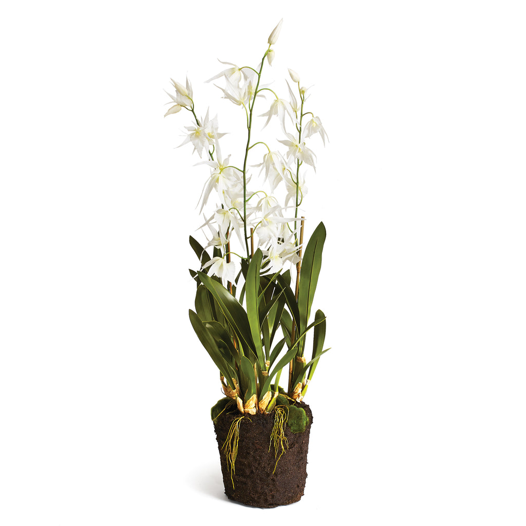 SPIDER ORCHID DROP-IN 44" – Napa Home & Garden
