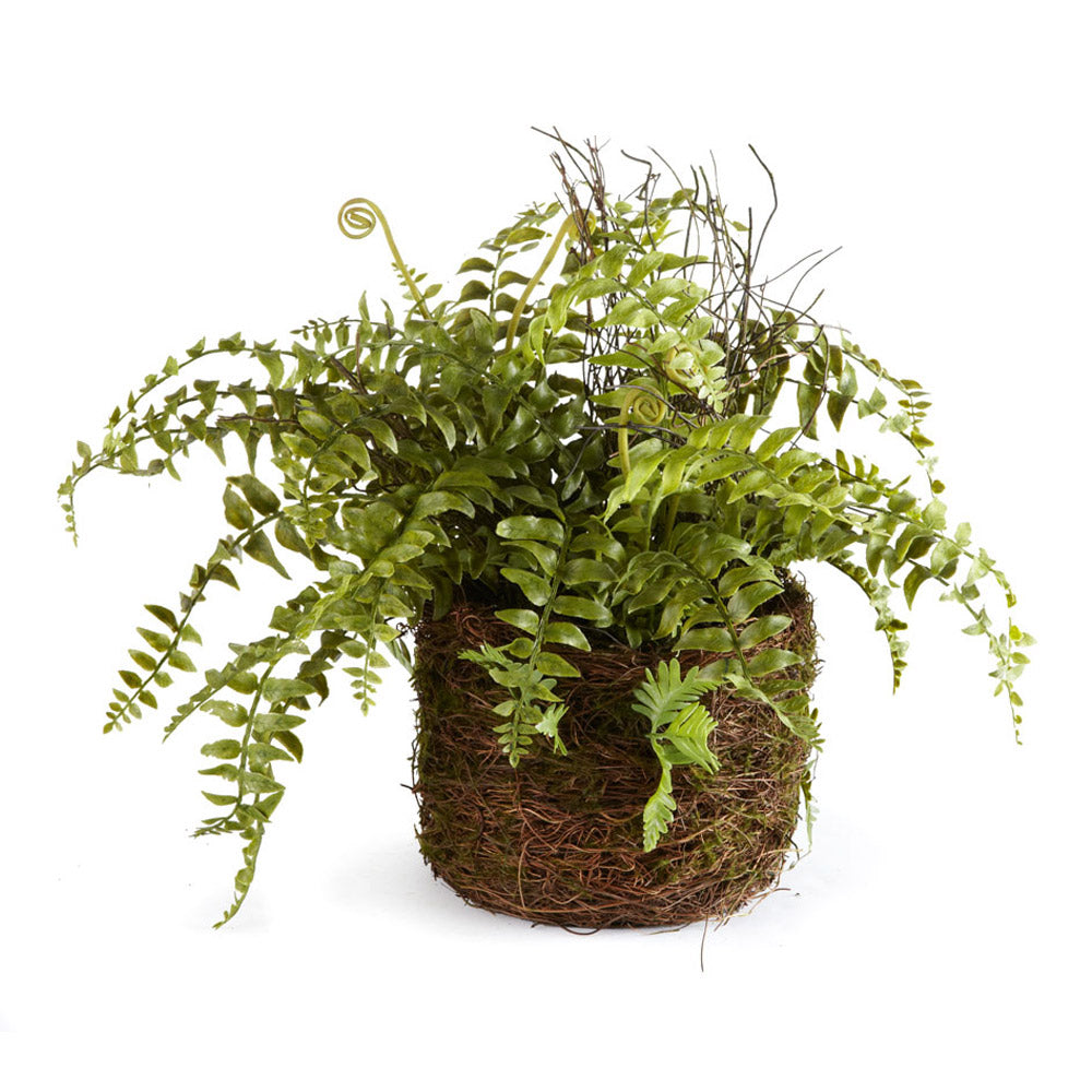 BOSTON FERN RUSTIC DROP-IN 12" – Napa Home & Garden