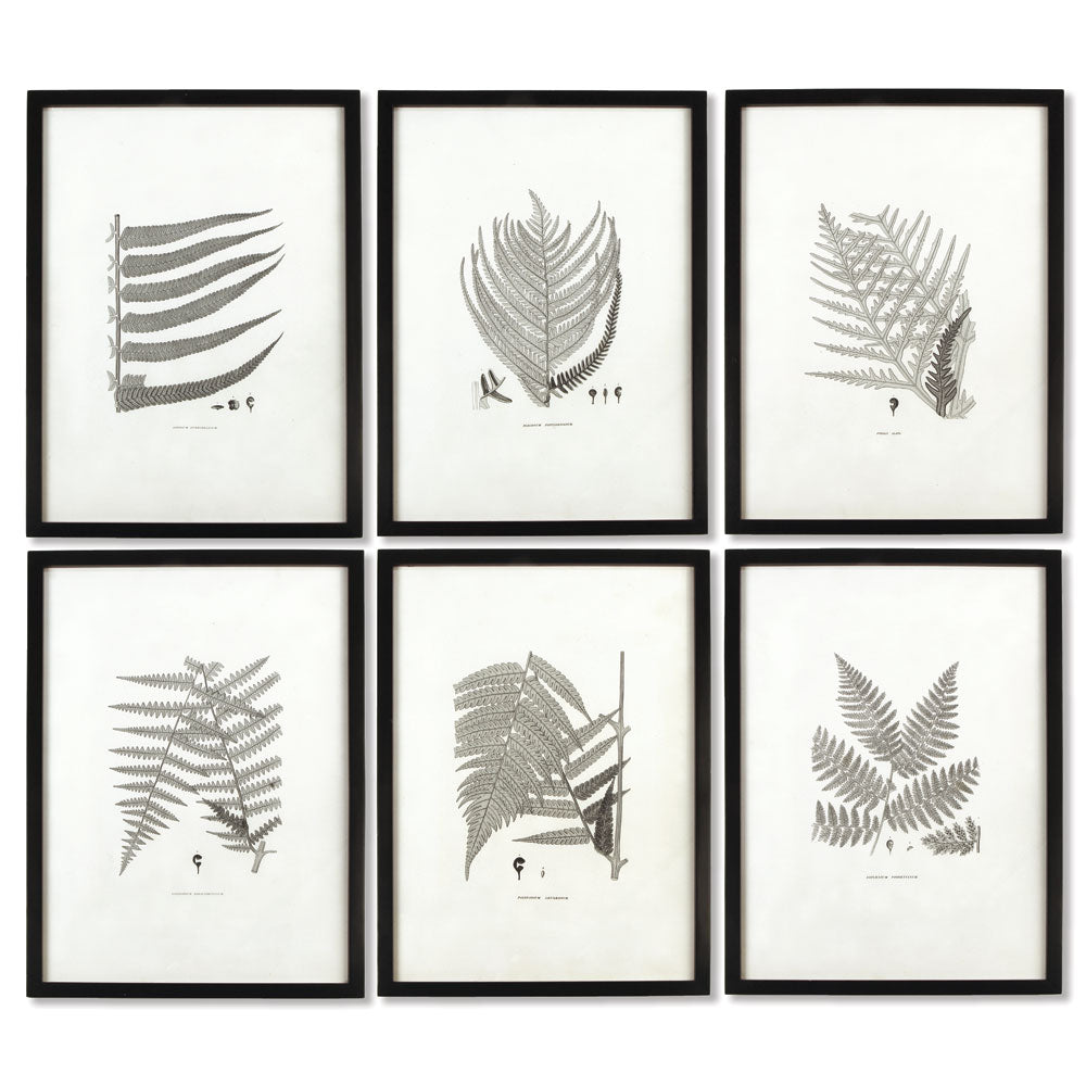 FRAMED GRAY-TONE FERN PRINTS, SET OF 6 – Napa Home & Garden