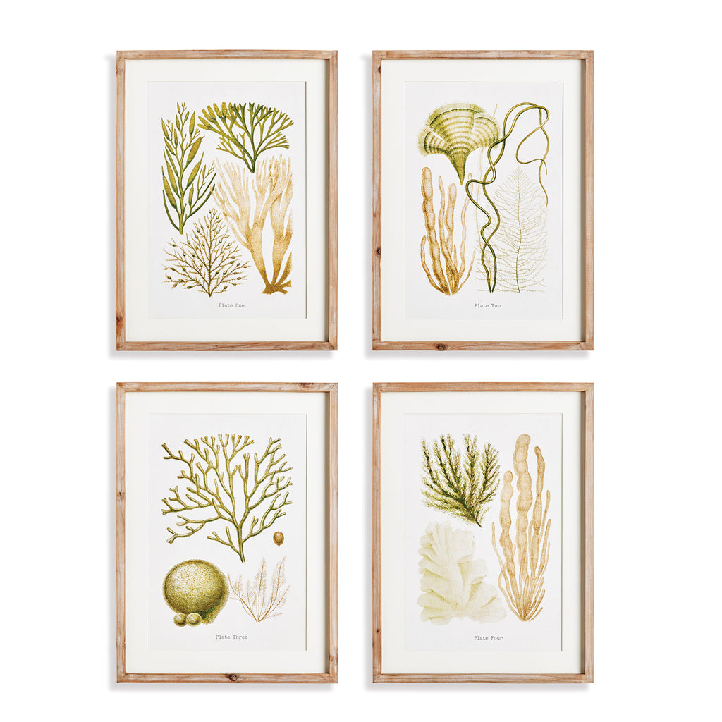 VERDANT CORAL STUDY, SET OF 4 – Napa Home & Garden