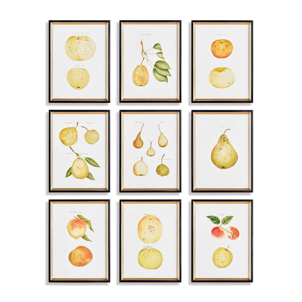 ASSORTED FRUITS STUDY, SET OF 9 – Napa Home & Garden